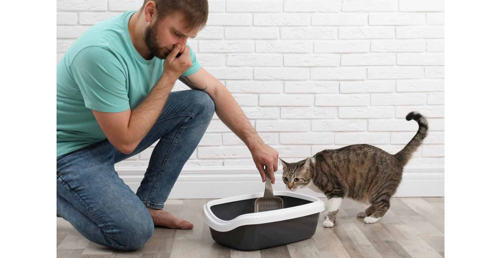 10 Best Air Purifiers for Litter Box Smell: Eliminate Odors Fast [2024 ...